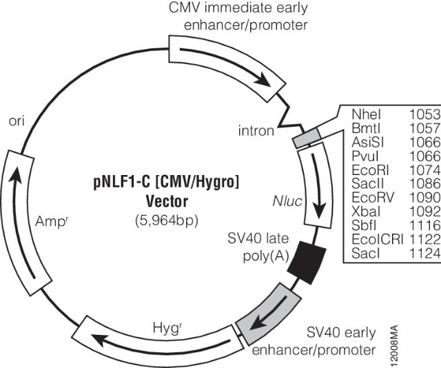 pNLF1-C [CMV/Hygro]pNLF1-C载体质粒图谱、序列、抗性、价格、测序引物、大小等信息_生物风载体